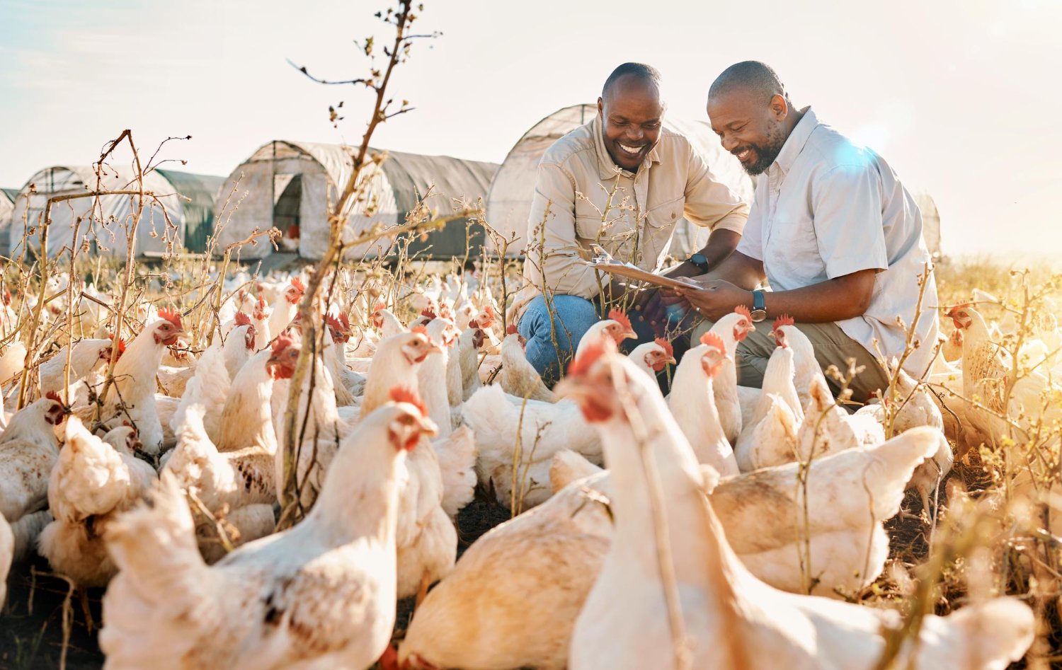 Poultry Farming Basics - Planturaedu.com